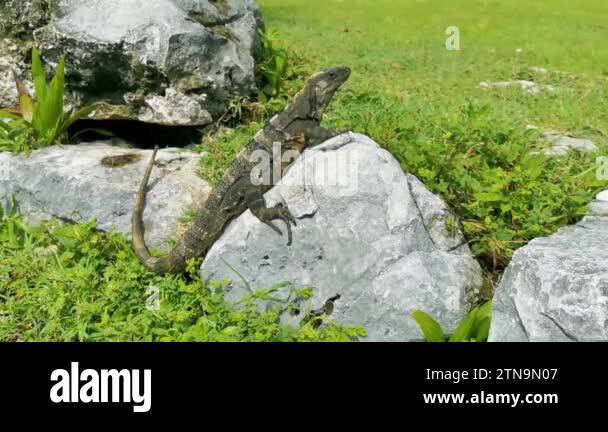 Huge Iguana gecko animal on rocks at the ancient Tulum ruins Mayan site ...