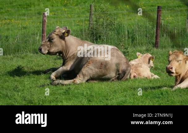 Cattle are large, domesticated, cloven-hooved herbivores. They are a ...