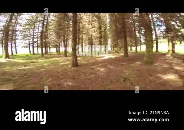 Running through the forest Stock Videos & Footage - HD and 4K Video ...