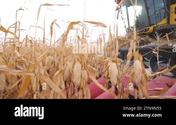 Close up header of harvester gathering corn crop in farmland. Combine ...