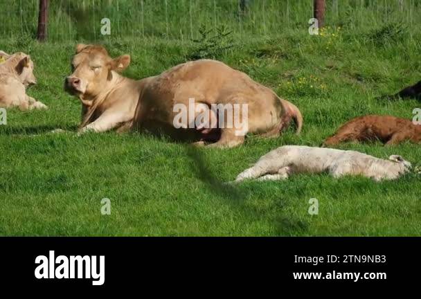 Cattle are large, domesticated, cloven-hooved herbivores. They are a ...