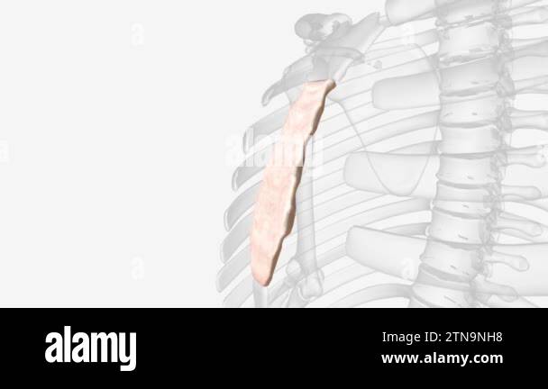 The sternum (or breastbone) is a flat bone located at the anterior ...