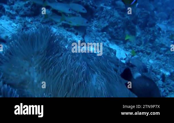 Fish appeared to be following leader, as they all swam in same ...