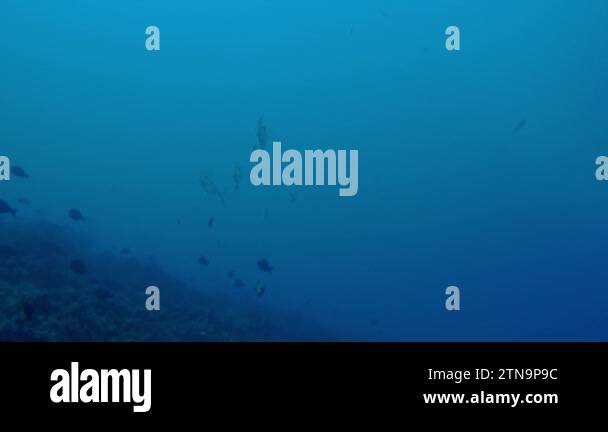 View of fish in French Polynesia's underwater world is like of life ...