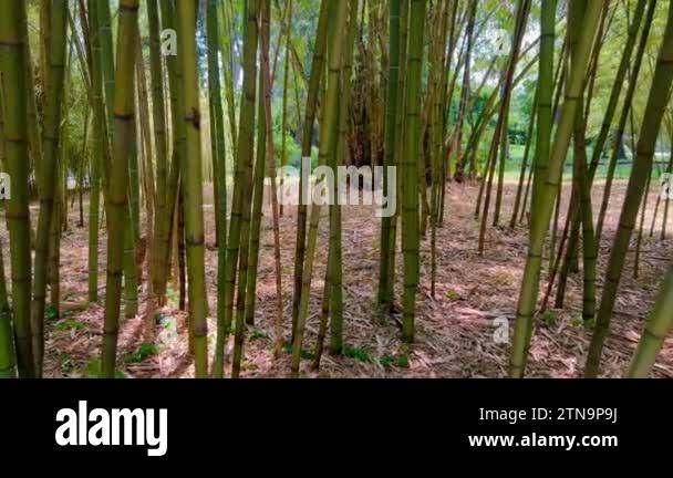 Bamboo forest on Bali. Jungle of bamboo trees in tropical Ubud, Bali ...