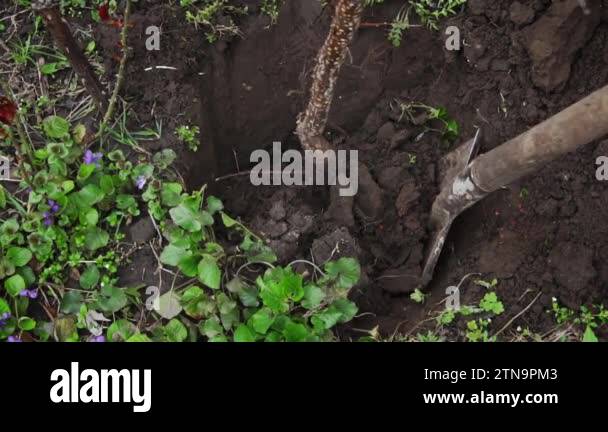 Man with a shovel digs up a fruit tree with a root for transplanting ...