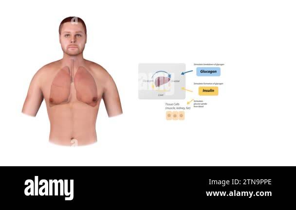 Blood sugar regulation illustration. Labeled process cycle scheme ...