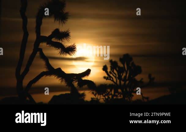 Moon trees and apollo Stock Videos & Footage - HD and 4K Video Clips ...