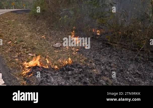 Devastating Blaze: Airborne Hazards Grip the Forest during the Dry ...