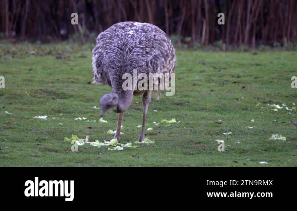 Darwin's rhea, Rhea pennata, also known as the lesser rhea Stock Video Footage - Alamy