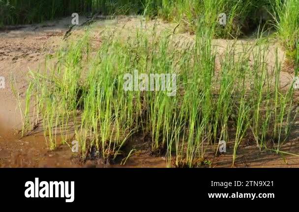 Windy shore of Lake Lososinnoye. Taiga ecosystem. Reed sedge grow on ...
