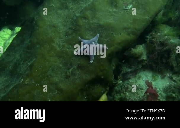 Underwater shot of teaming in Antarctica and floating around starfish ...