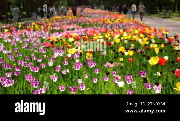 Central park spring flower Stock Videos & Footage - HD and 4K Video ...