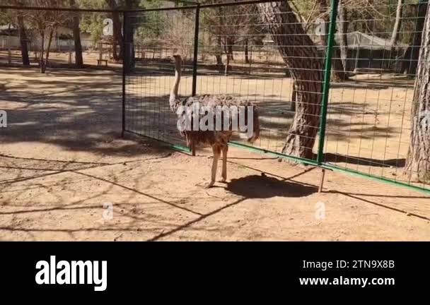 Ostrich with long legs Stock Videos & Footage - HD and 4K Video Clips ...