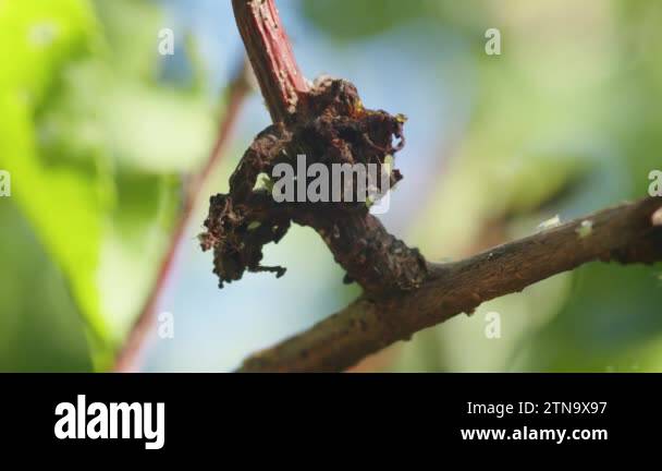 Pest infection Stock Videos & Footage - HD and 4K Video Clips - Alamy