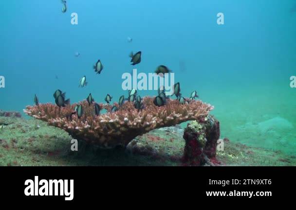 Brilliantly colored fish find sanctuary within underwater coral reefs ...