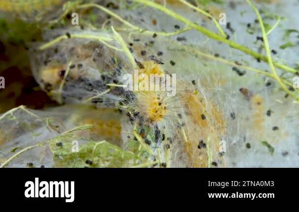 Weaving trees with cobwebs by larvae. Caterpillars of American white ...