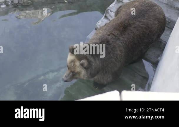 Captivating and sturdy brown bear paddling in water on delightful day ...
