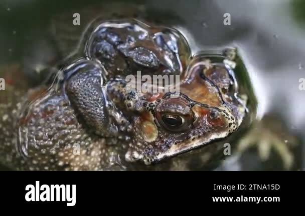 Common toads in water mating Stock Videos & Footage - HD and 4K Video ...
