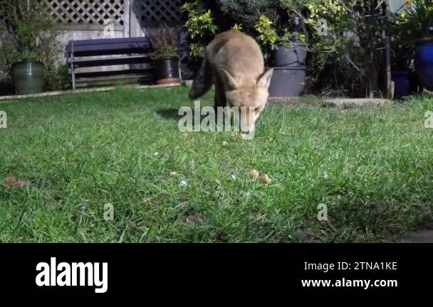 The red fox is the largest of the true foxes and one of the most widely ...