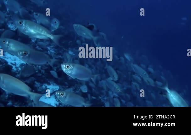 School fish swimming near bottom of ocean is like symphony playing ...