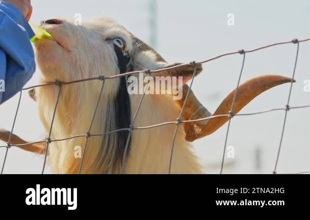 Funny pair of goats with goatee shows their tongues and cute faces ...