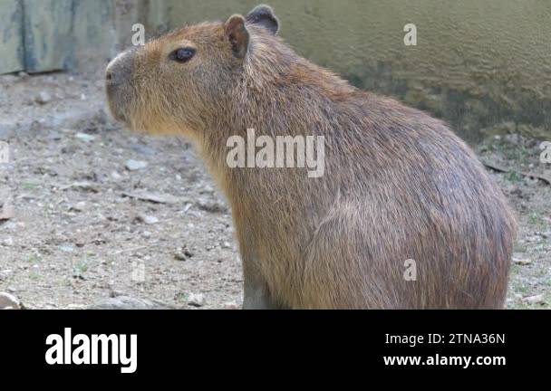 Capybara (Hydrochoerus hydrochaeris) is largest rodent in world. Also ...