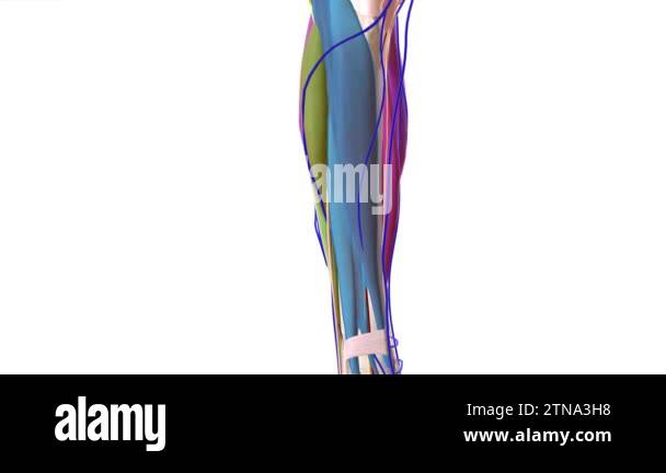 The lateral compartment of the leg is a fascial compartment of the ...