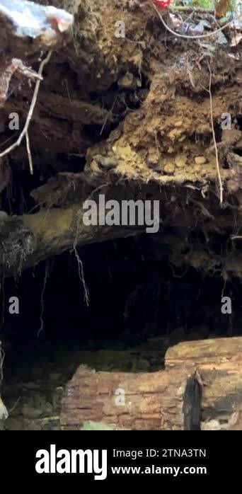 Bear tree den Stock Videos & Footage - HD and 4K Video Clips - Alamy