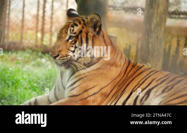 Tiger side view Stock Videos & Footage - HD and 4K Video Clips - Alamy