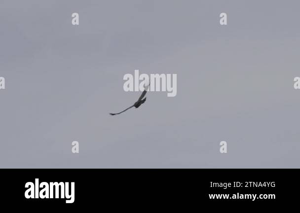 Andean condor, Vultur gryphus, the largest flying birds in the world ...
