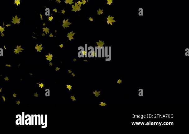 A Visual Feast of Animation with Floating Maple Leaves. Add a romantic ...