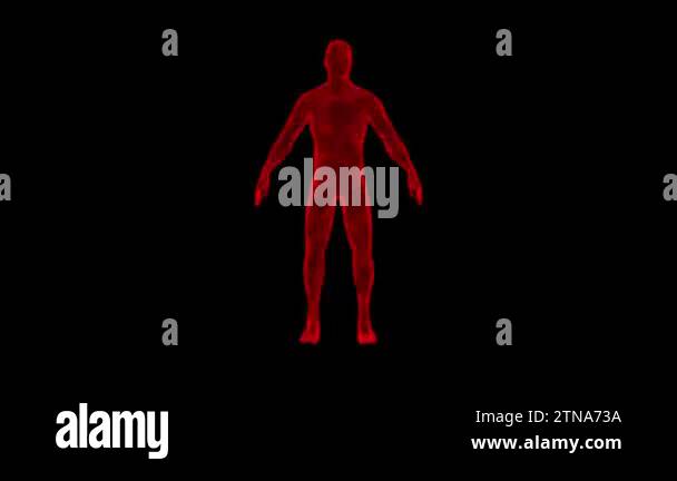 3d Human Body Rotates On Black Background Object Dissolved Red Flickering Particles 60 Fps