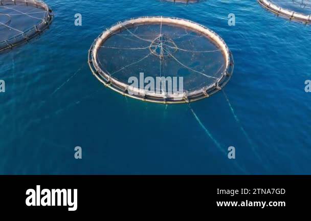 Offshore sea bream bass fish Stock Videos & Footage - HD and 4K Video ...