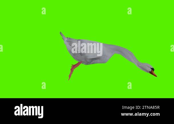 3d render green screen chroma key animation isolated White swan ...