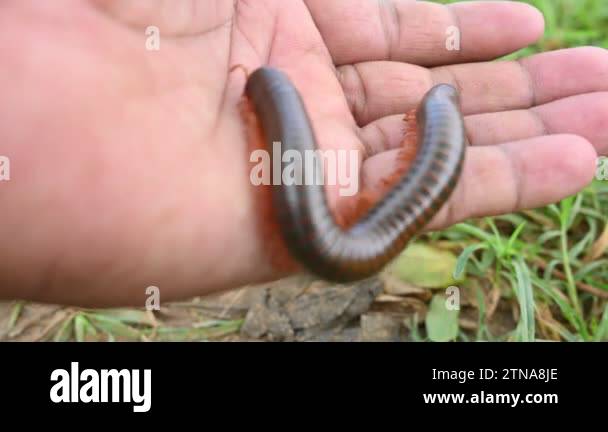 Millipede in rainy season. Big red Millipedes. It is a spiral insect ...