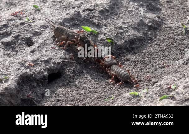 Family of large burrowing insects. Production of formic family. Ants ...
