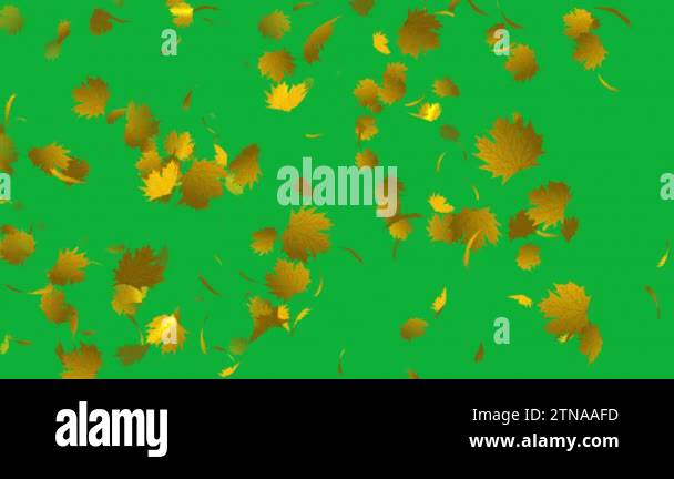 Beautiful Animation of Falling Maple Leaves on Green Screen. Add a ...
