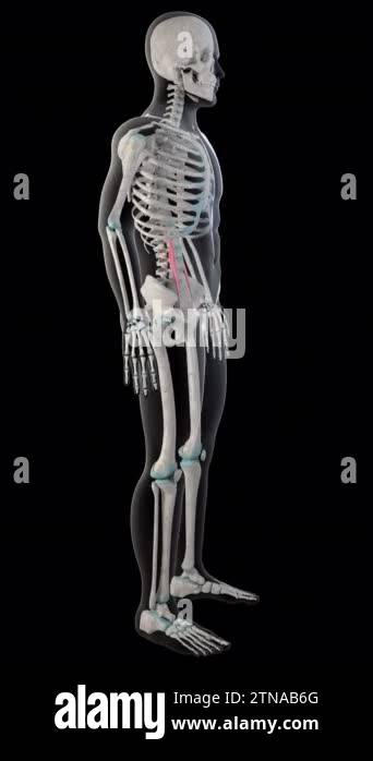 This 3d animation shows the psoas minor muscles on whole man body Stock ...
