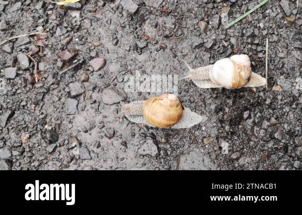Mollusc movement Stock Videos & Footage - HD and 4K Video Clips - Alamy