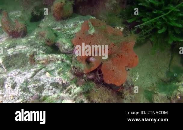 Underwater landscape video in water of New Zealand in Pacific Ocean and ...
