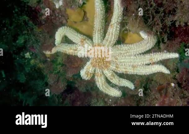 Underwater landscape video in water of New Zealand in Pacific Ocean and ...