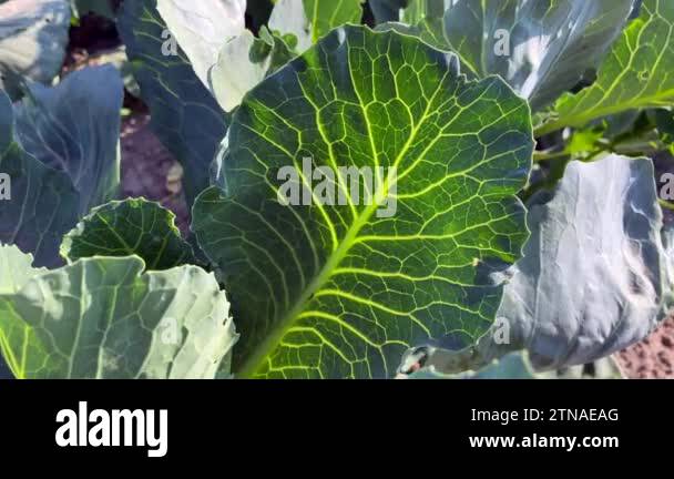 Cabbage grows in the garden. Cultivation of vegetables with spreading ...