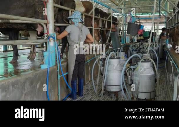 Chiang Mai, Thailand - 17 July 2023 - Dairy farm worker using milking machine to milk the cows ...