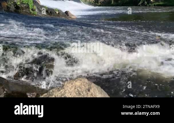 Fish jumping out of water, trying to jump over dam in river. Iberian ...