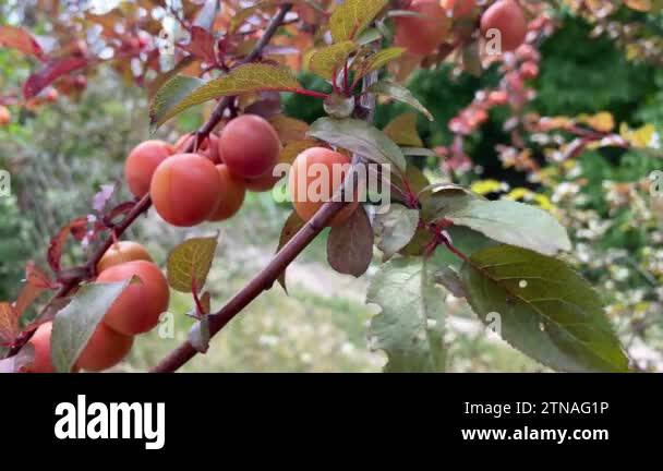 Plum trees plums fruits Stock Videos & Footage - HD and 4K Video Clips ...