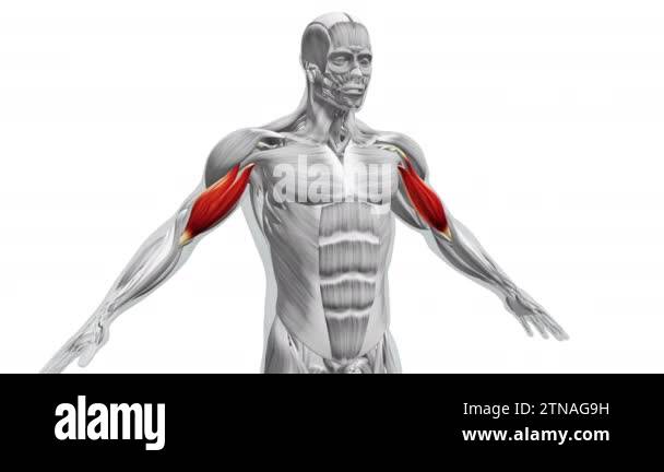 Biceps tendon anatomy Stock Videos & Footage - HD and 4K Video Clips ...