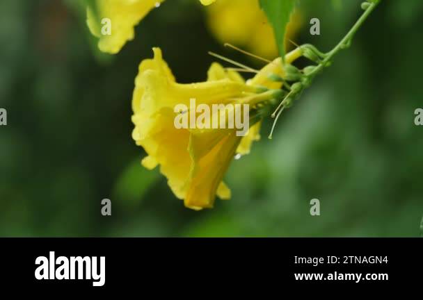 Flower way Stock Videos & Footage - HD and 4K Video Clips - Alamy