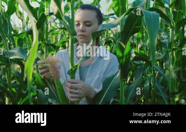 Farmer worker in corn field. Agronomist conducting an inspection of ...