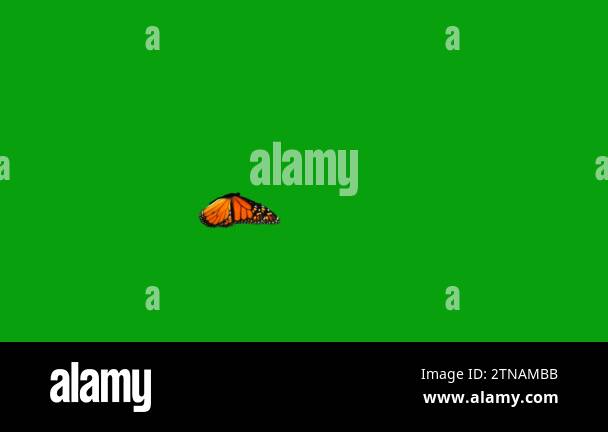 Animated Colorful Butterfly flying around effect on green screen Stock ...